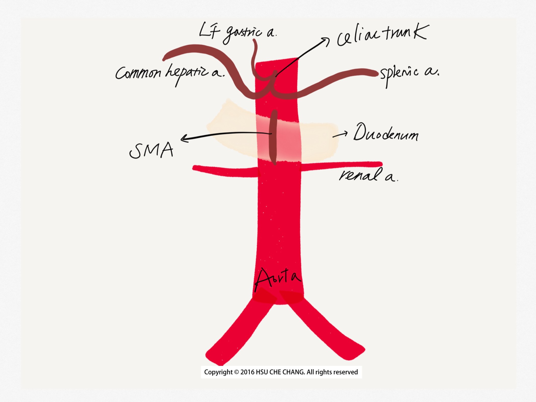 [Sonoanatomy] Aorta, celiac trunk, SMA, renal artery – POCUS Academy