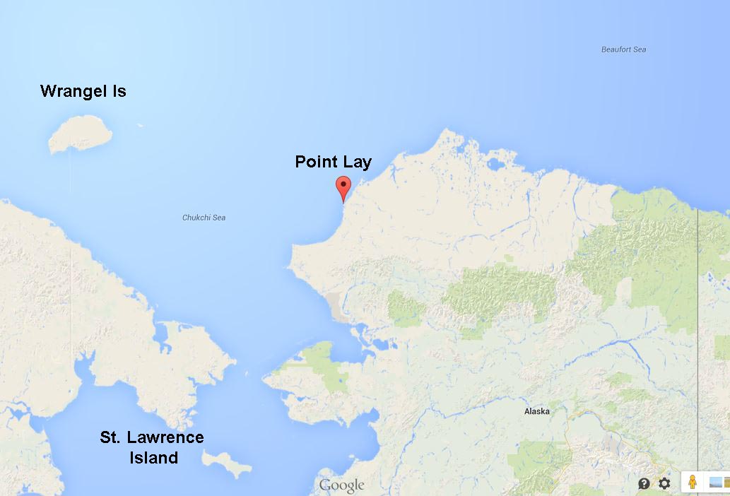 Mass gatherings of walrus follow-up – sea ice maps for 1978 and 1972 ...