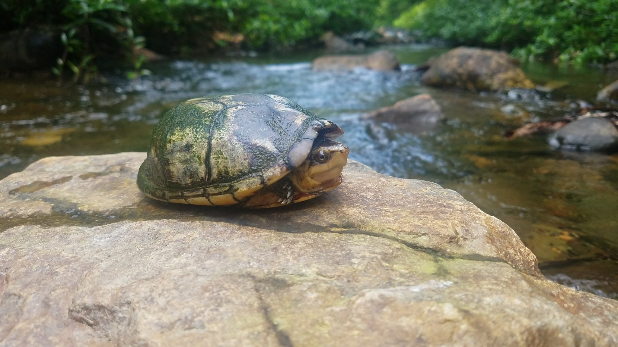 Gobierno de AMLO impide robo de 15 mil tortugas que enviarían a China