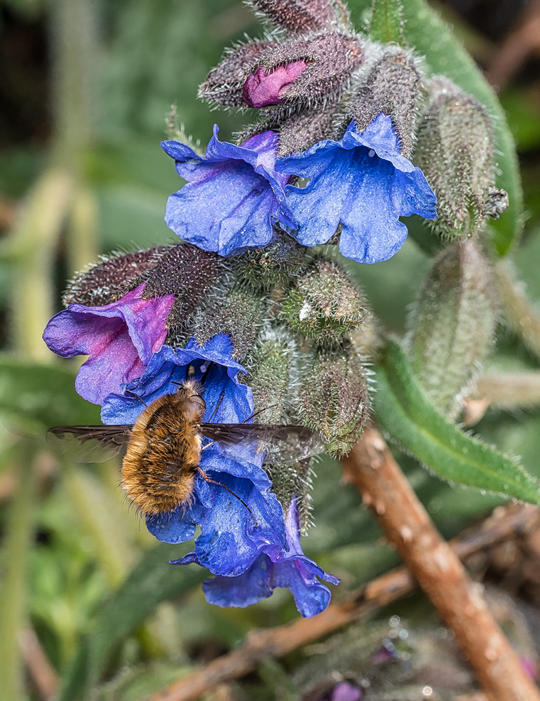 How to create a Pollinator Patch - Pollinator Project