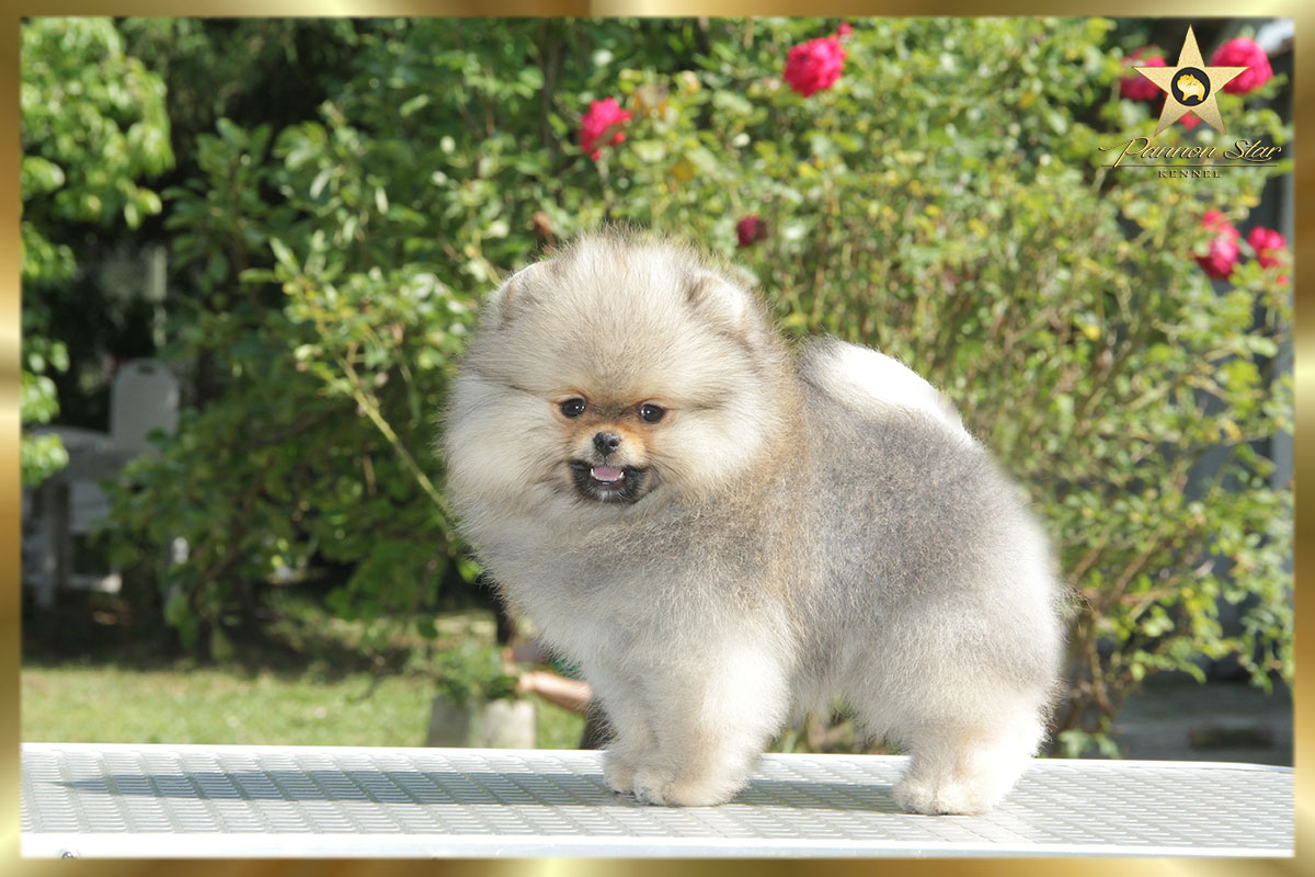 Pomeranac prodaja – Pomeranian psi boo na prodaju – Pannon Star