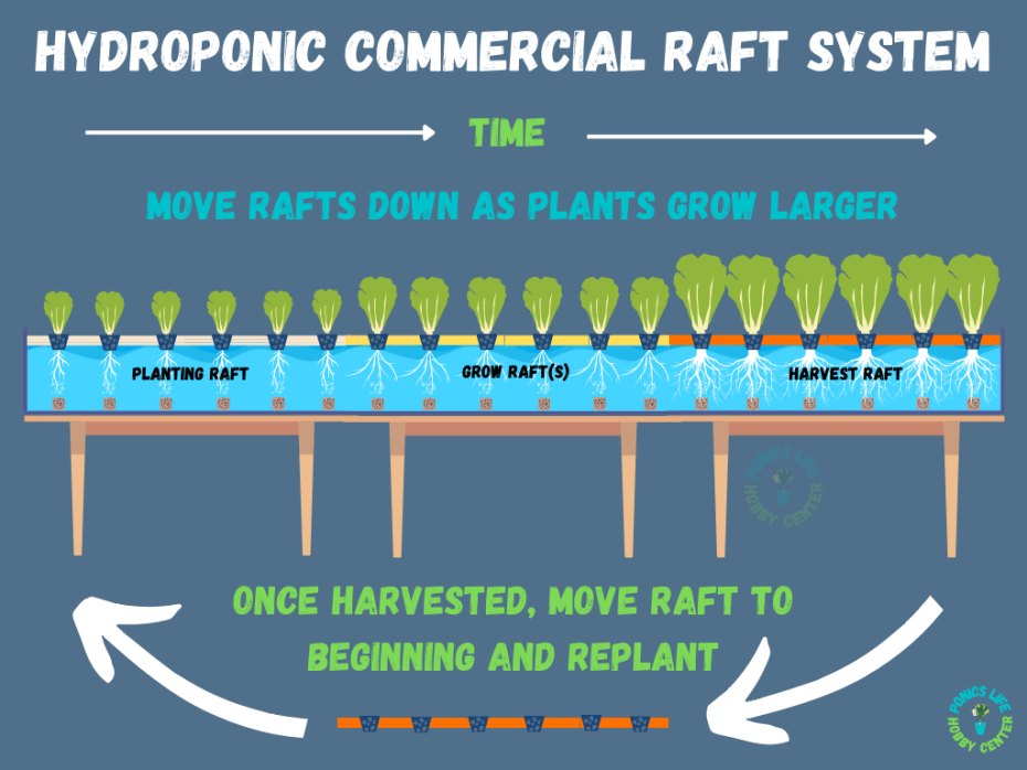 Deep Water Culture (DWC) Systems: A Complete Guide for Hobbyists