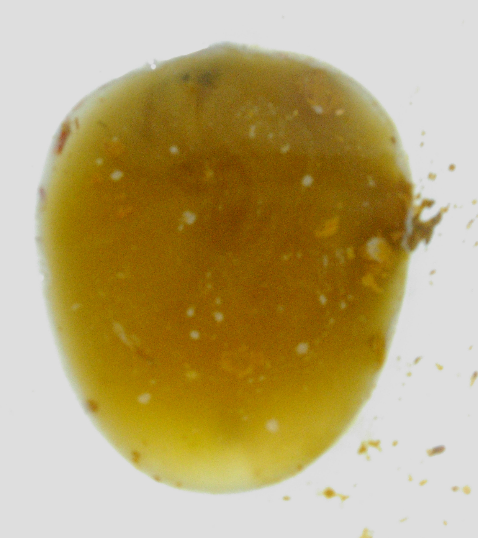 The Pizza Poo | The Poo Blog