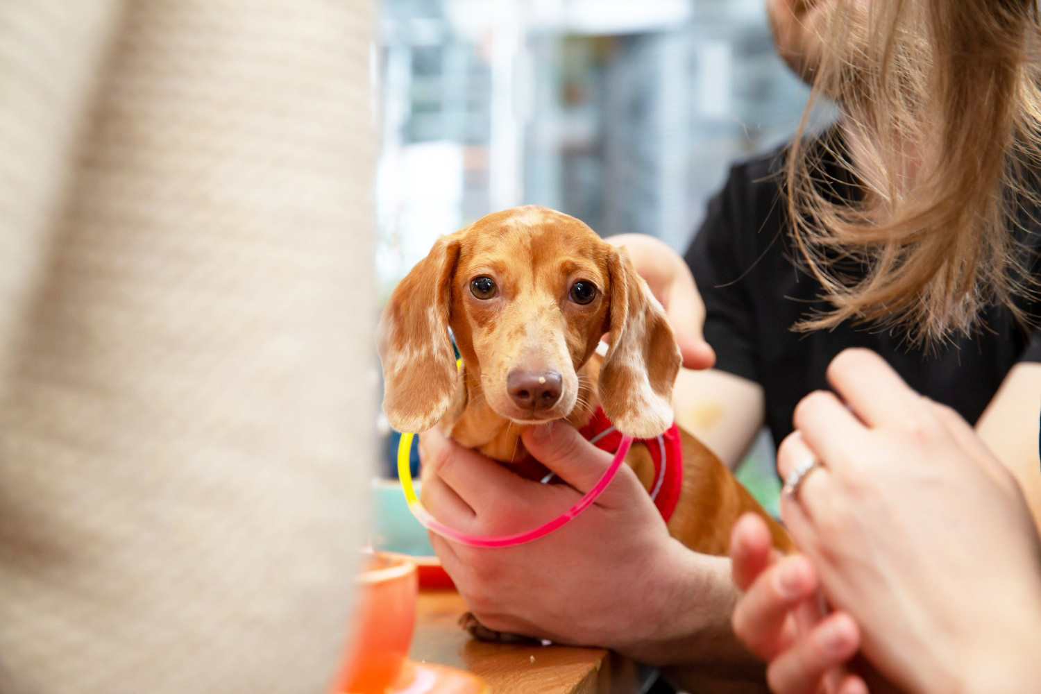 doodles-35 – OFFICIAL POP+BARK