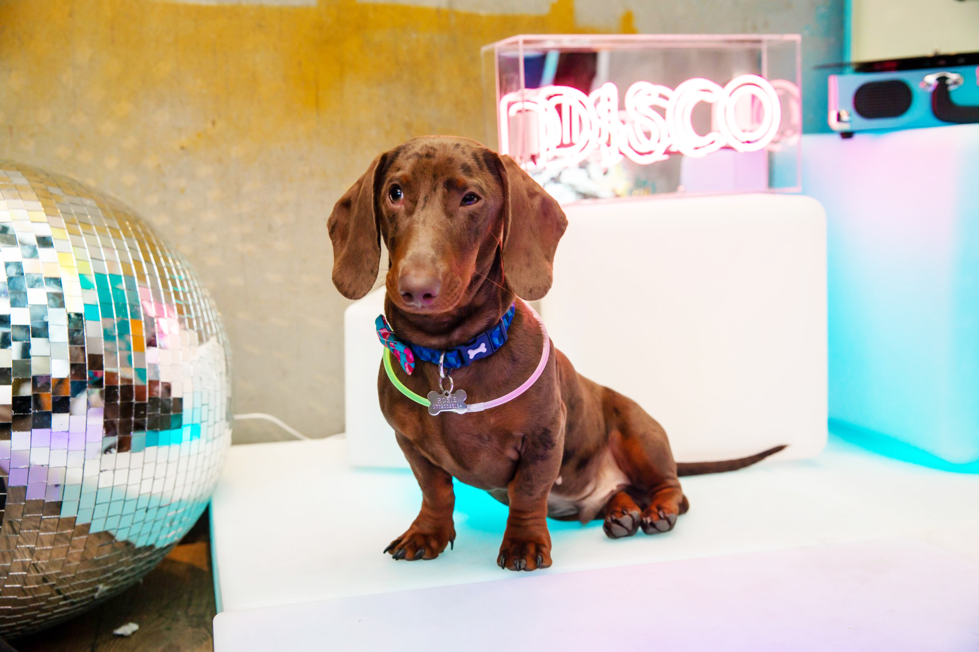 doodles-490 – OFFICIAL POP+BARK