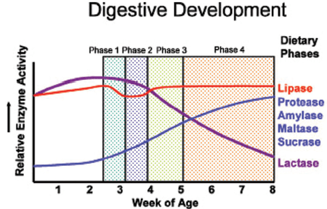 Nursery Swine Nutrient Recommendations and Feeding Management - Pork ...