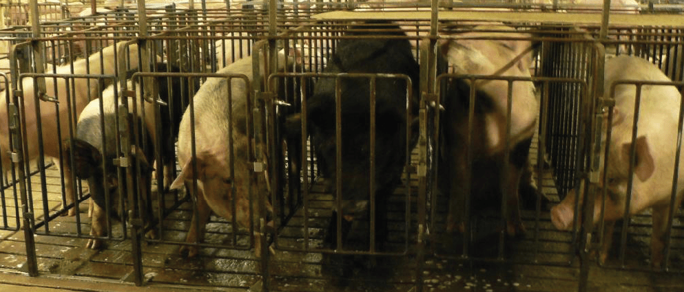 Gilt Management in the BEAR System - Pork Information Gateway