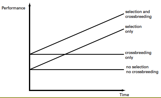 The Economic Impact of Genetic Improvement - Pork Information Gateway
