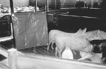 Handling Pigs - Pork Information Gateway