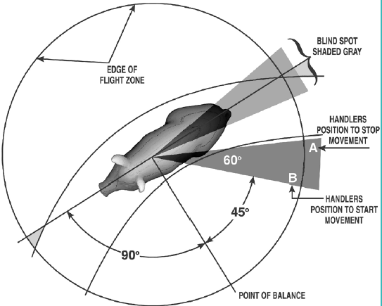 Handling and loadout of the finisher pig - Pork Information Gateway