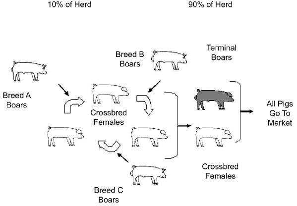 Purchasing vs. Closed Herd System - Pork Information Gateway