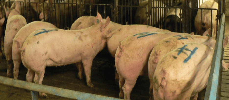 Gilt Management in the BEAR System - Pork Information Gateway