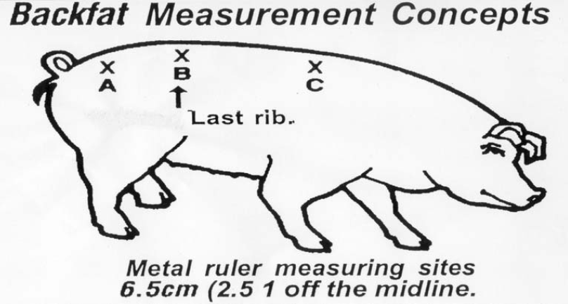 Kansas State University: Procedures for Twice Per Day Feeding - Pork ...