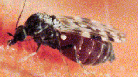 Swine Ectoparasites: Stable Fly and Other Biting Flies - Pork ...