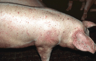 Swine Ectoparasites: Stable Fly and Other Biting Flies - Pork ...
