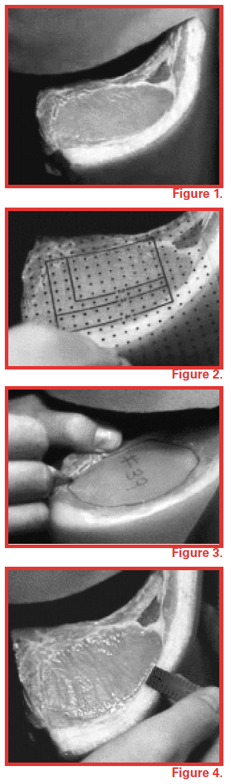 Procedures for Estimating Pork Carcass Composition - Pork Information ...