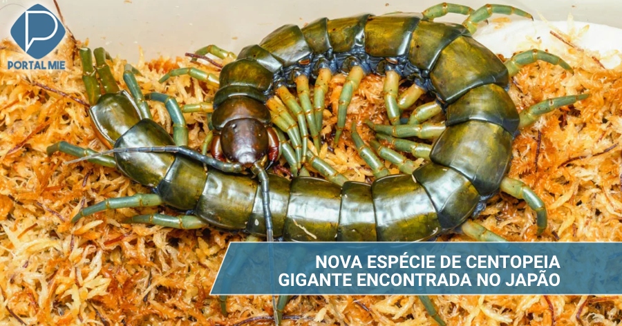 Centopeia gigante: nova espécie descoberta depois de 143 anos - Portal Mie