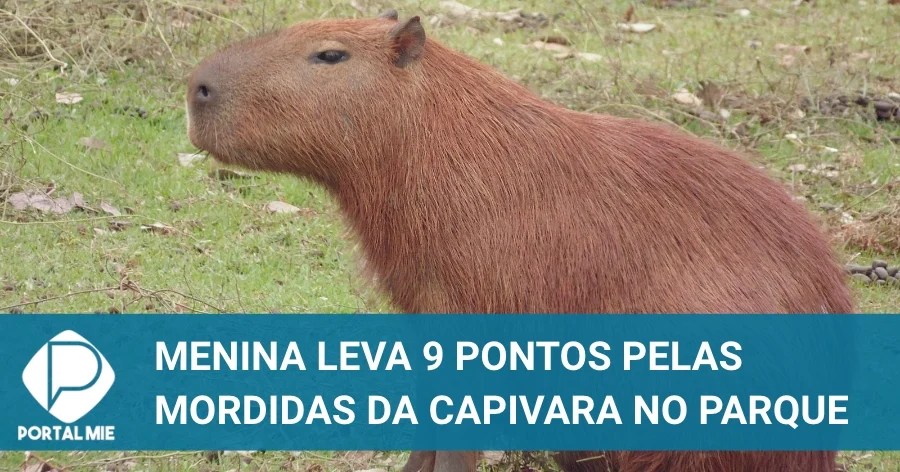 Criança mordida pela capivara no zoológico levou 9 pontos - Portal Mie