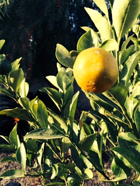 Pluck the pleasures from God's right hand! - Let's Walk Together in God ...