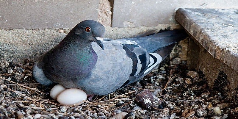 Do Pigeons Mate For Life? | Poultry Care Sunday