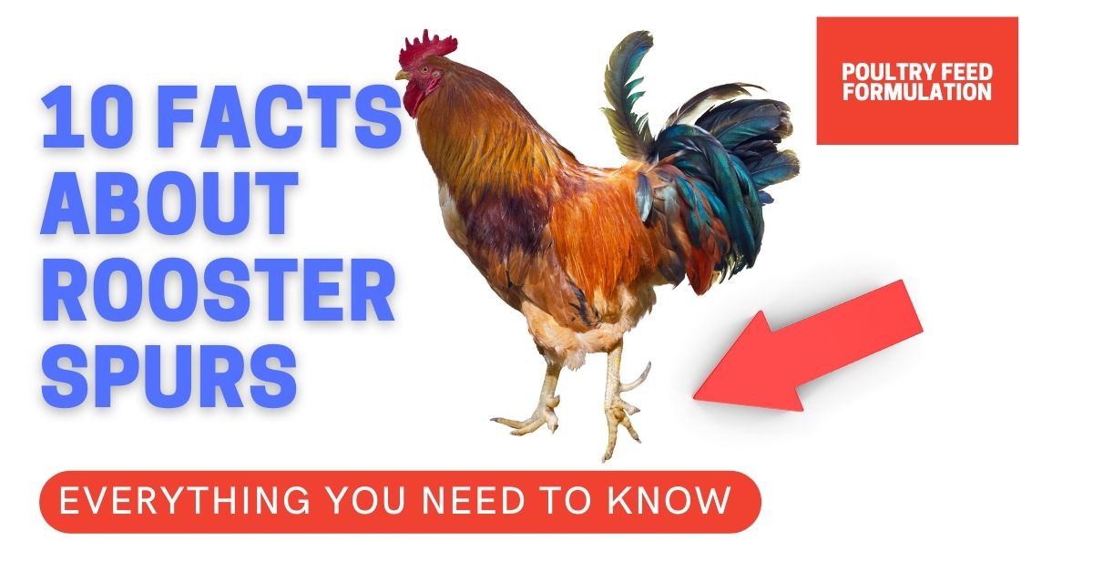 10 Amazing Facts About Rooster Spurs - POULTRY FEED FORMULATION