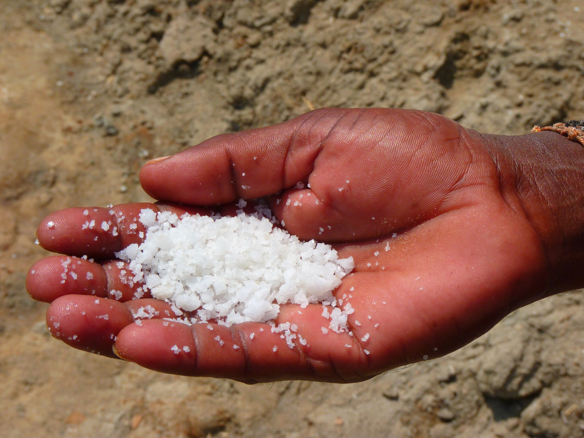 Foraging Salt Inland