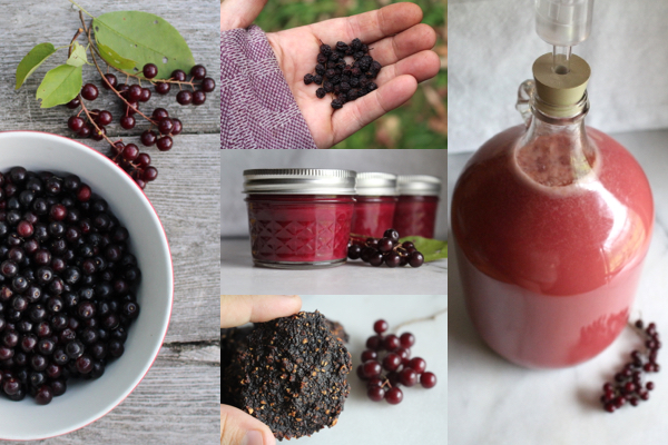 12+ Chokecherry Recipes for Your Wild Harvest — Practical Self Reliance