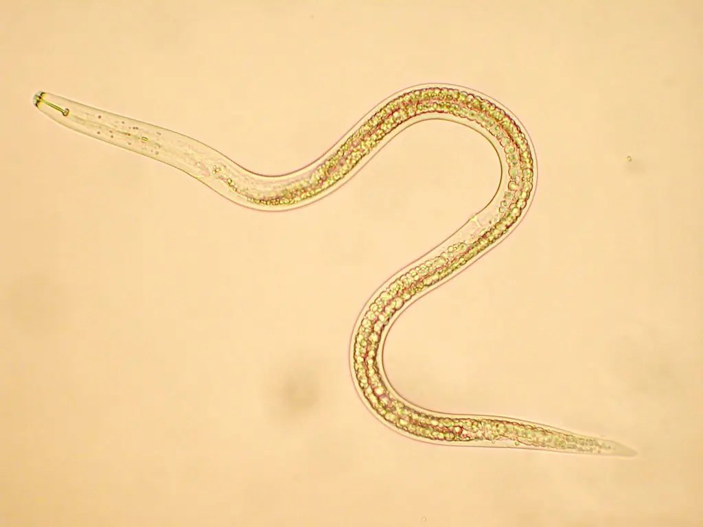A worm survived 46,000 years in frozen dirt - Practice English with News