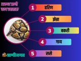 अजगर प र ण य च स प र ण म ह त Python Information In Marathi प र ण जगत
