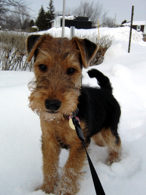 How Much Exercise Does A Welsh Terrier Need