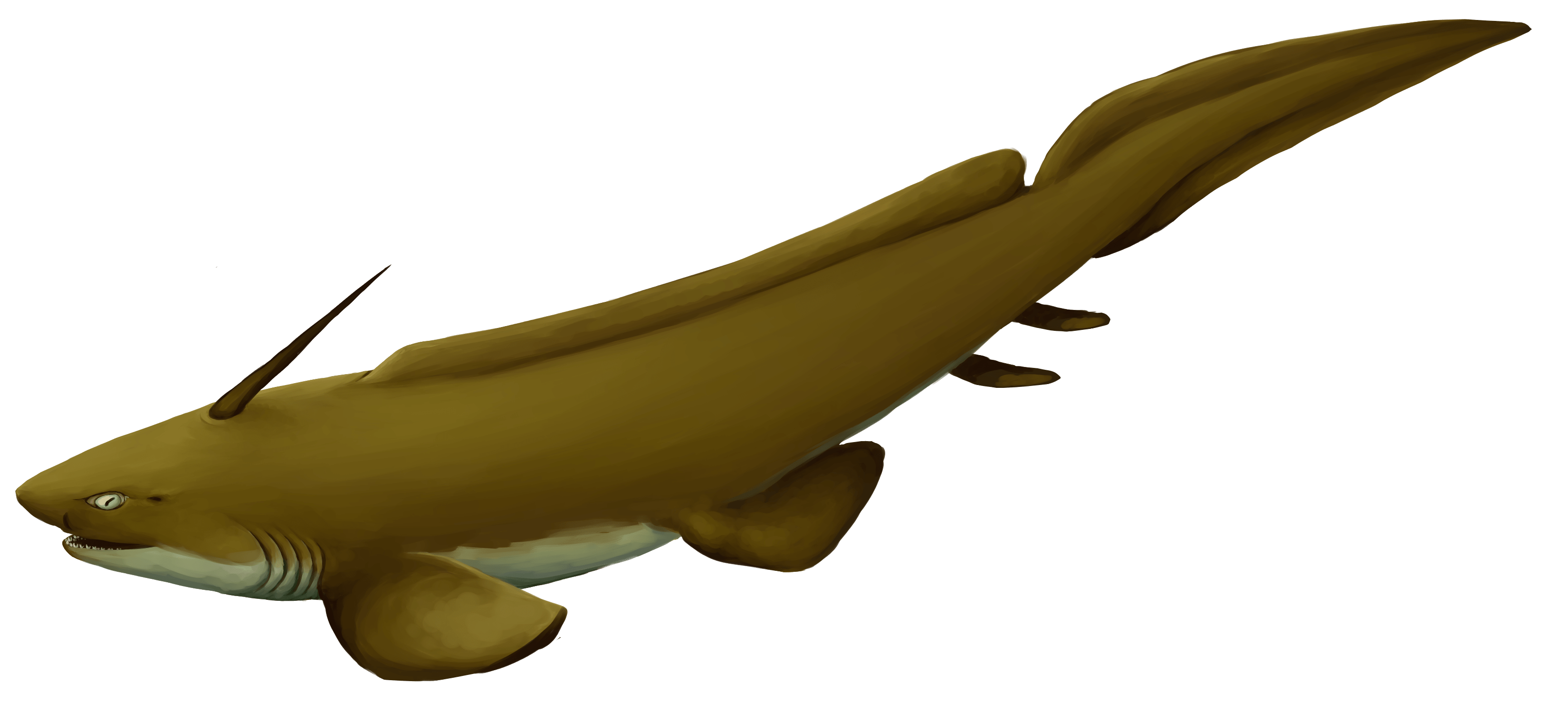 Xenacanthus Shark Teeth for Sale #1 | Fossils for Sale