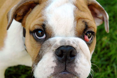 Cherry Eye in Dogs: Everything you Need to Know