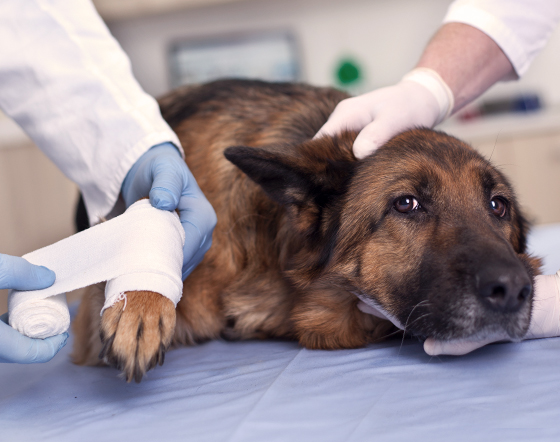 Dog CPR: Everything you need to know