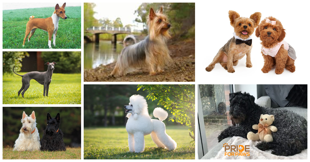 Dog Breeds that Don't Shed: Top 10