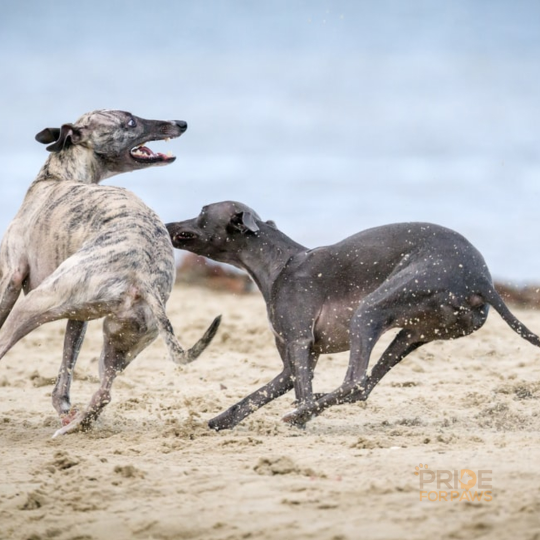 Greyhound Dog | The Ultimate Breed Guide