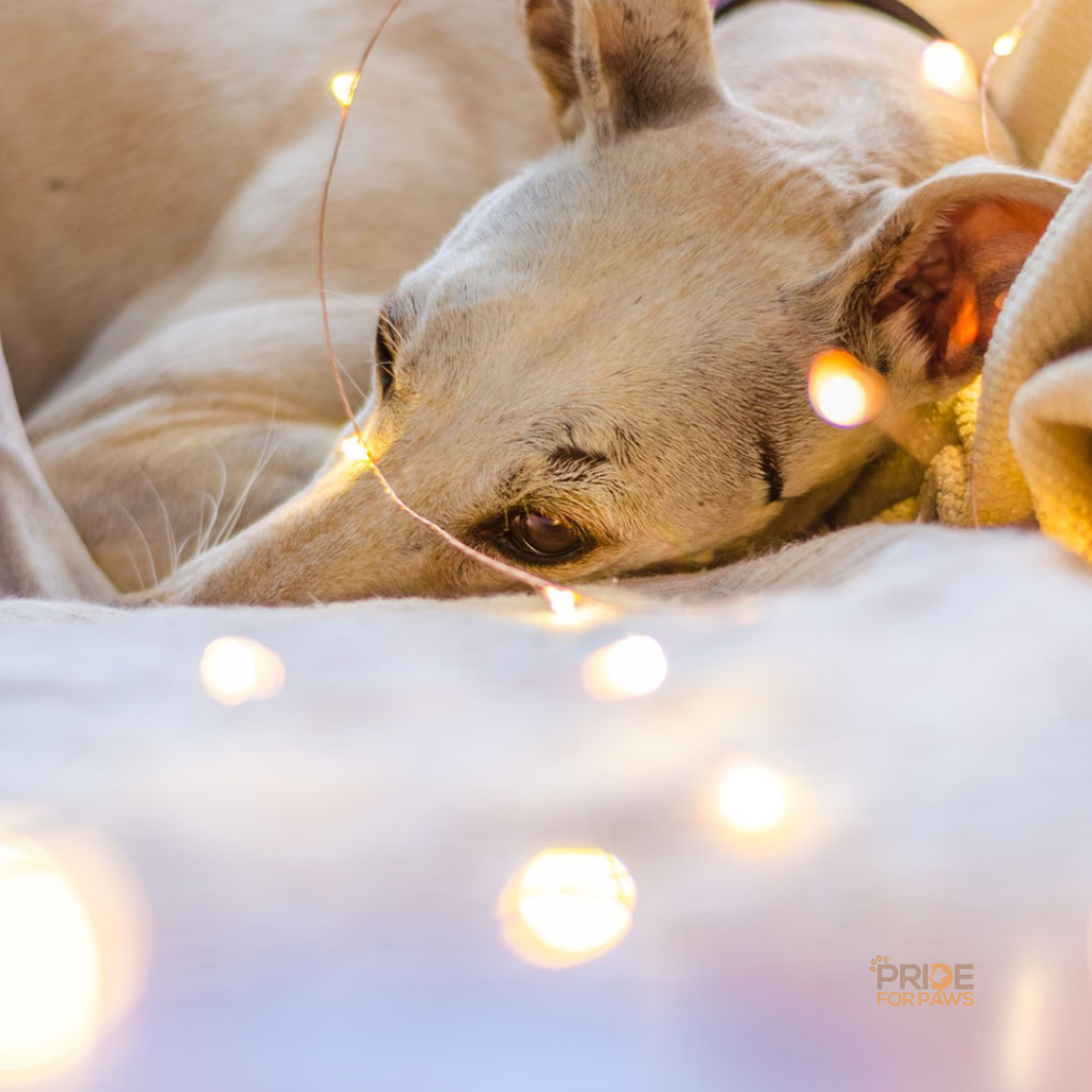 Greyhound Dog | The Ultimate Breed Guide