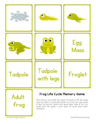 Frog Life Cycle Printable Memory Game | PrimaryLearning.Org