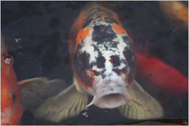 Fish – Primary Science Online