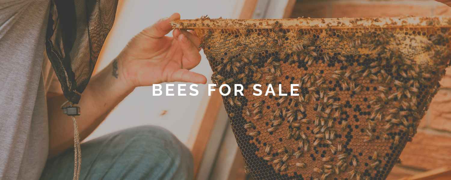 Prime Bees: Live Bees For Sale