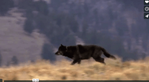 How Wolves Have Changed the Rivers in Yellowstone - Prime Passages