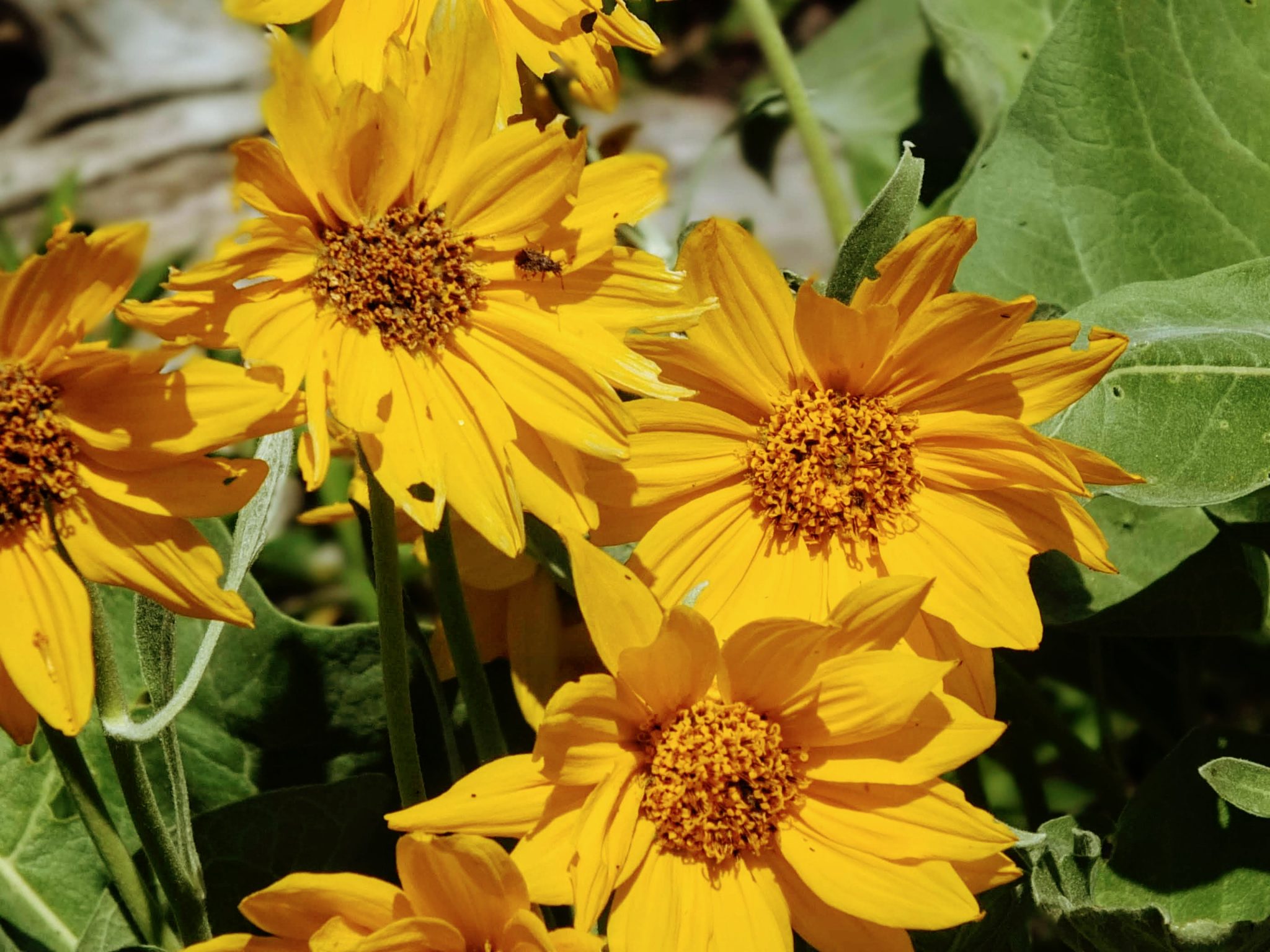 A Hike and Some Brews in Helena - Prime Passages