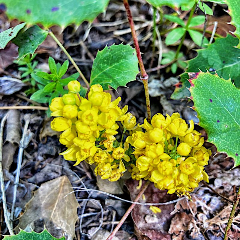 Bear Wallow Loop to the Chile Line - Prime Passages