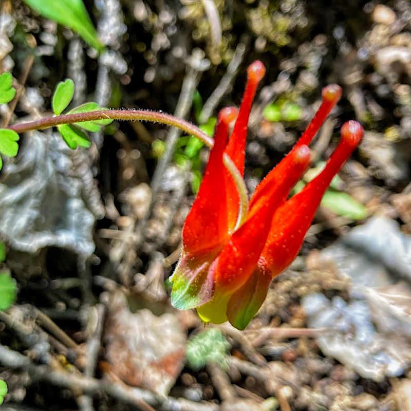 Bear Wallow Loop to the Chile Line - Prime Passages