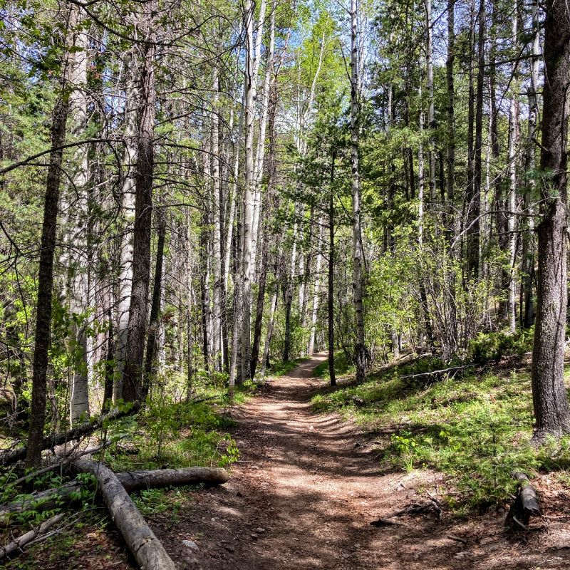 Bear Wallow Loop to the Chile Line - Prime Passages