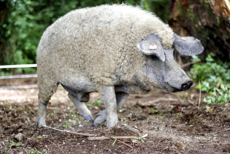 Wooly Pig Farm Brewery - Prime Passages