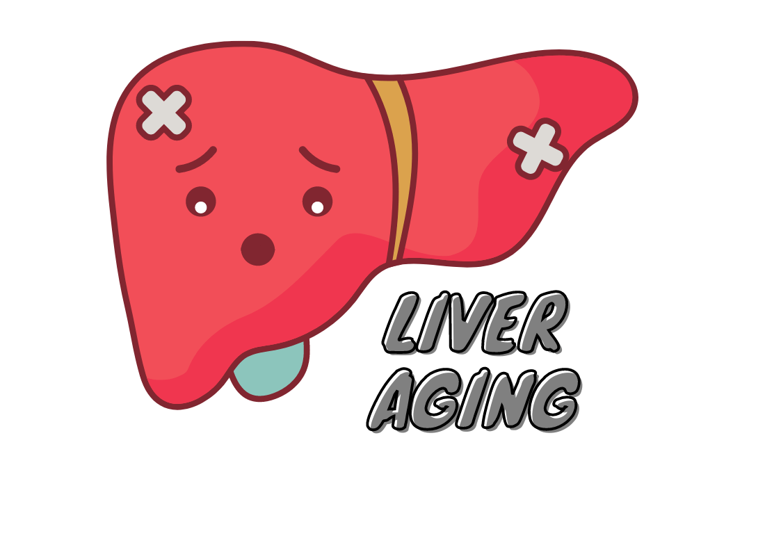 Little-Known Facts About Liver Aging. 8 Steps To Be Taken To Slow Down ...