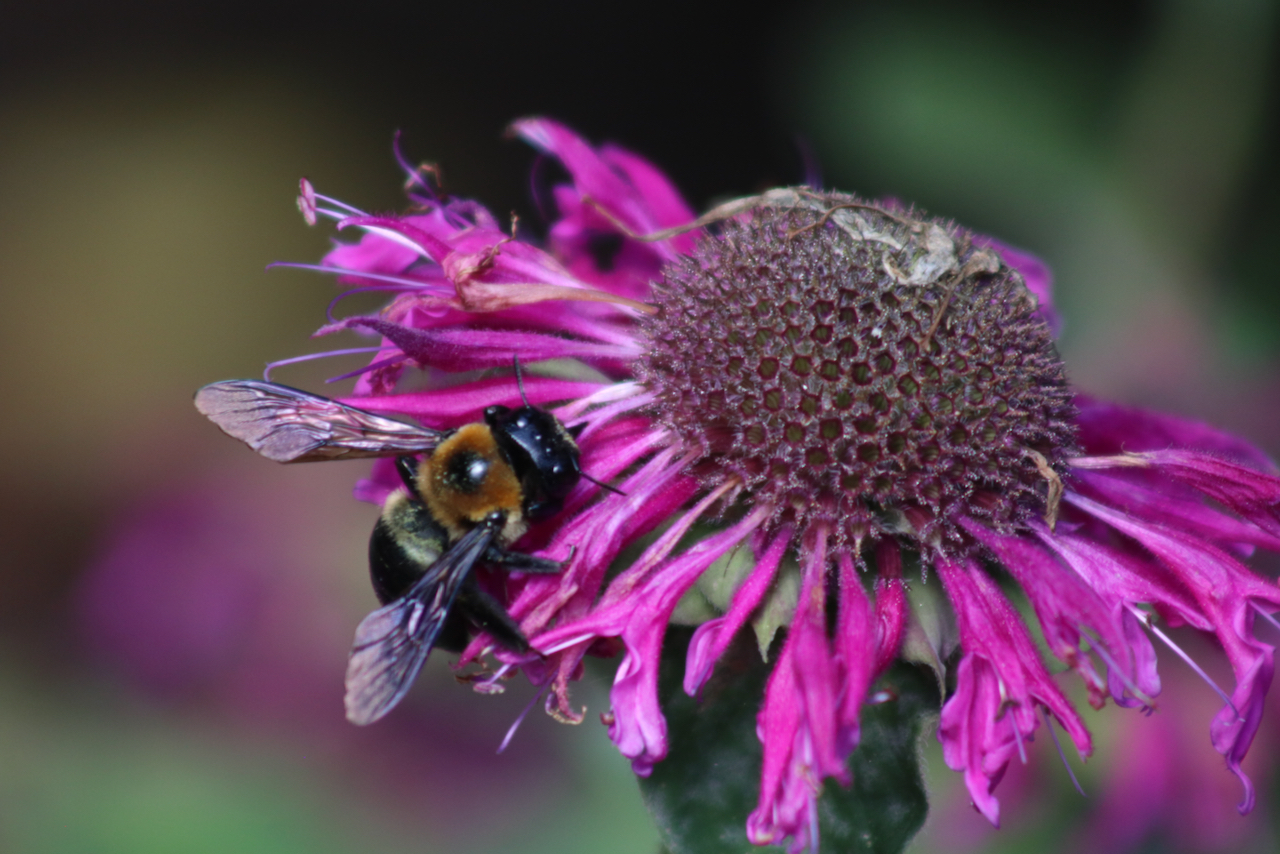 Pollinator garden celebrated at Red Wing Park, the start of outreach ...