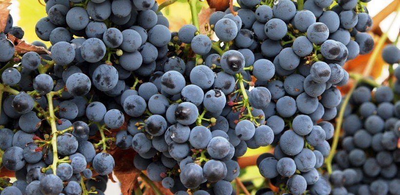 Greedy Wines | [Complimentary Tasting] With PWP Reservation