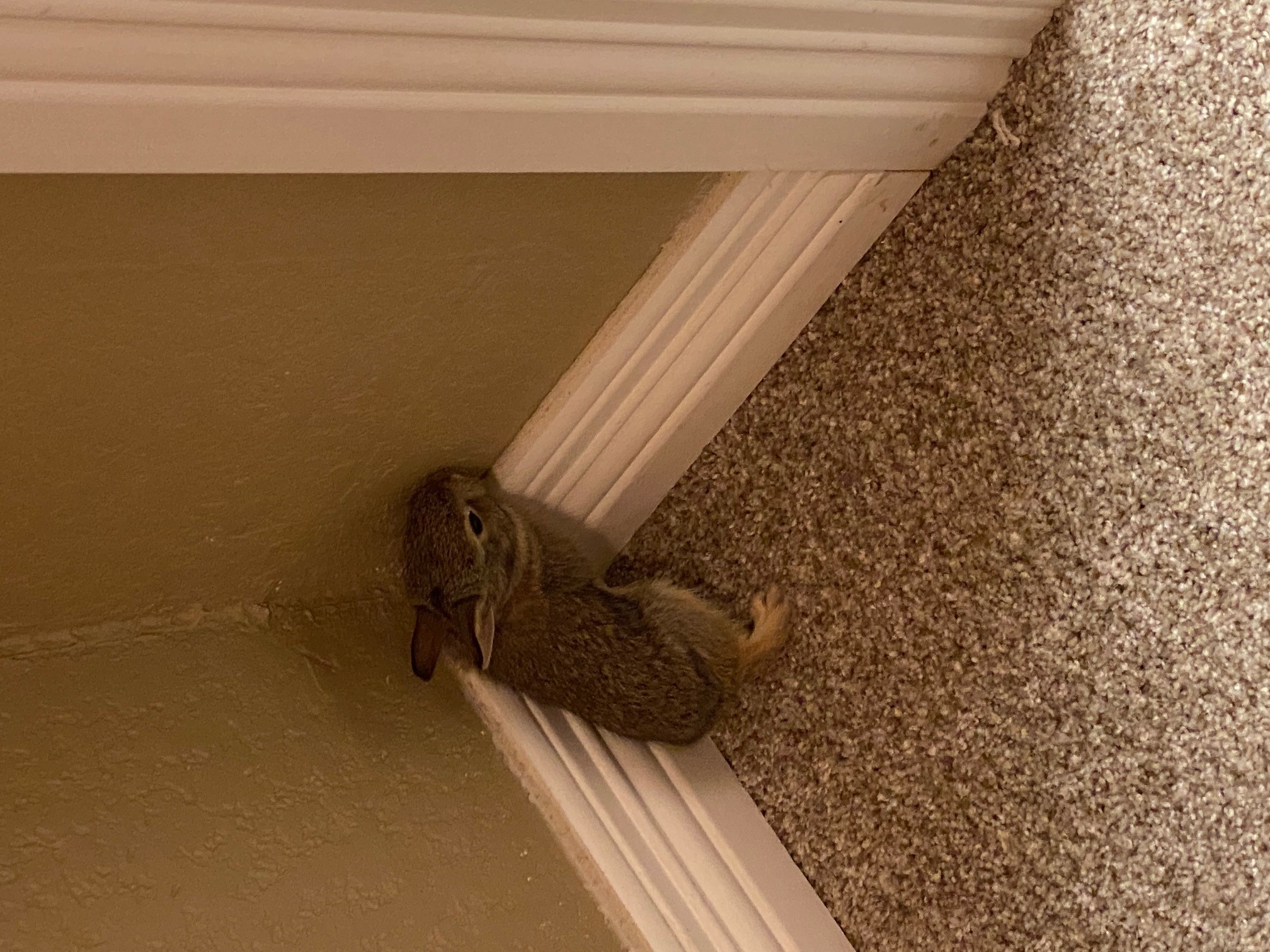 Lessons Learned in 2020 - Rabbits, Raccoons, and Resolve