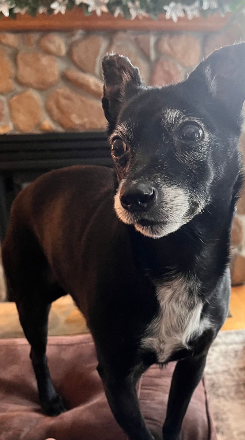 Python Love - Best Colorful Patterns in Ultra HD